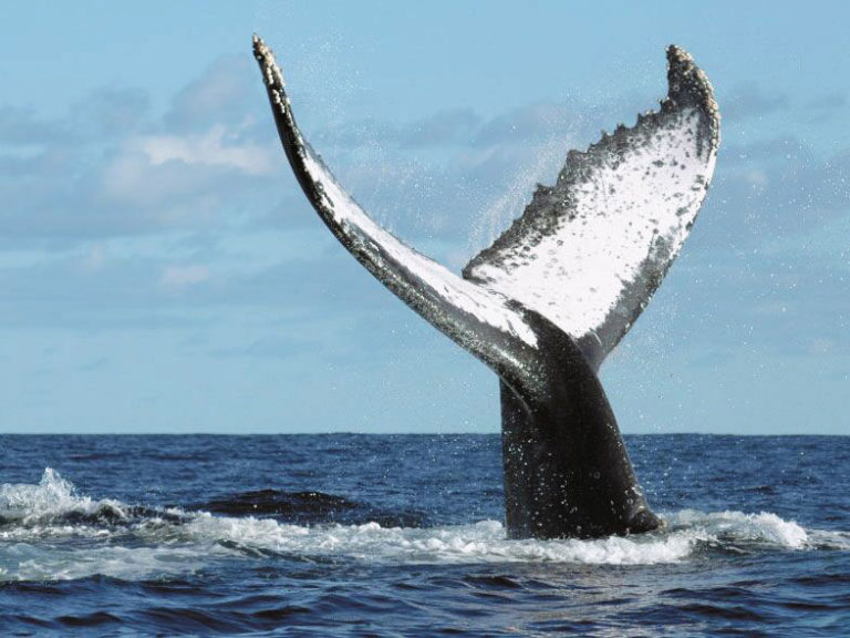 Buckelwale auf Madagaskar beobachten