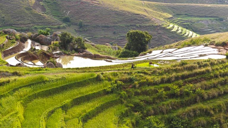 The rice culture in Madagascar
