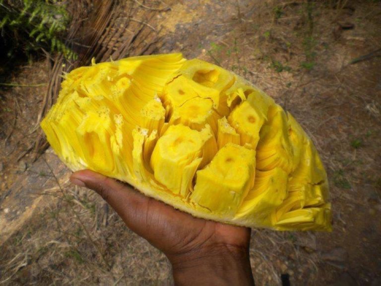 Fruits from Madagascar - all year round