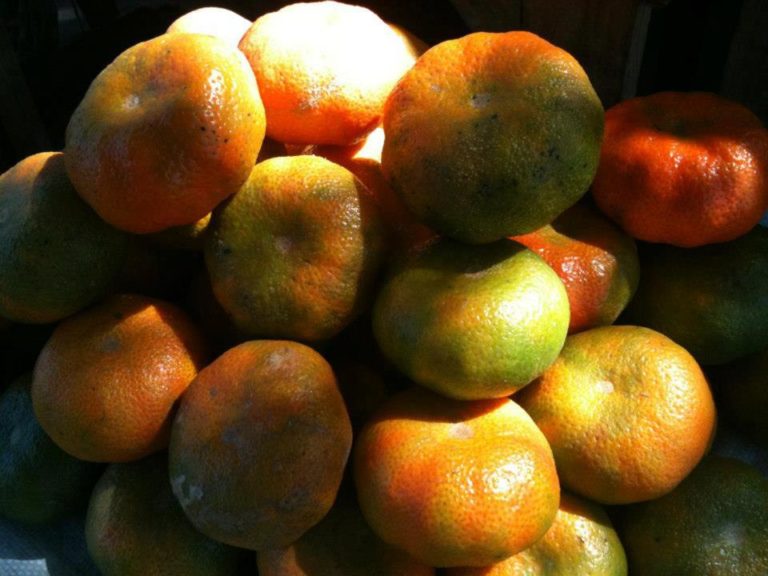Fruits from Madagascar - all year round